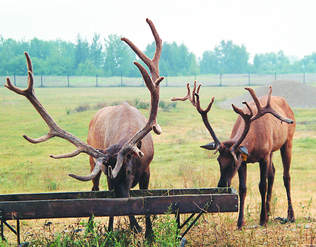 Class teaches bugling vocabulary to young elk hunters | News, Sports ...
